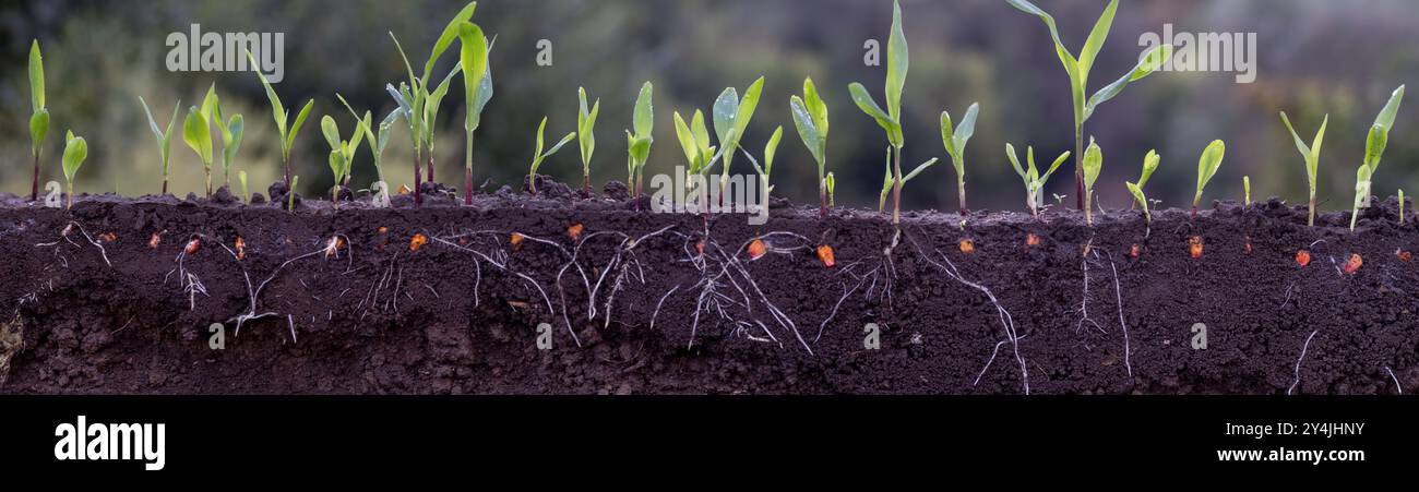 Corn plant roots hi-res stock photography and images - Alamy