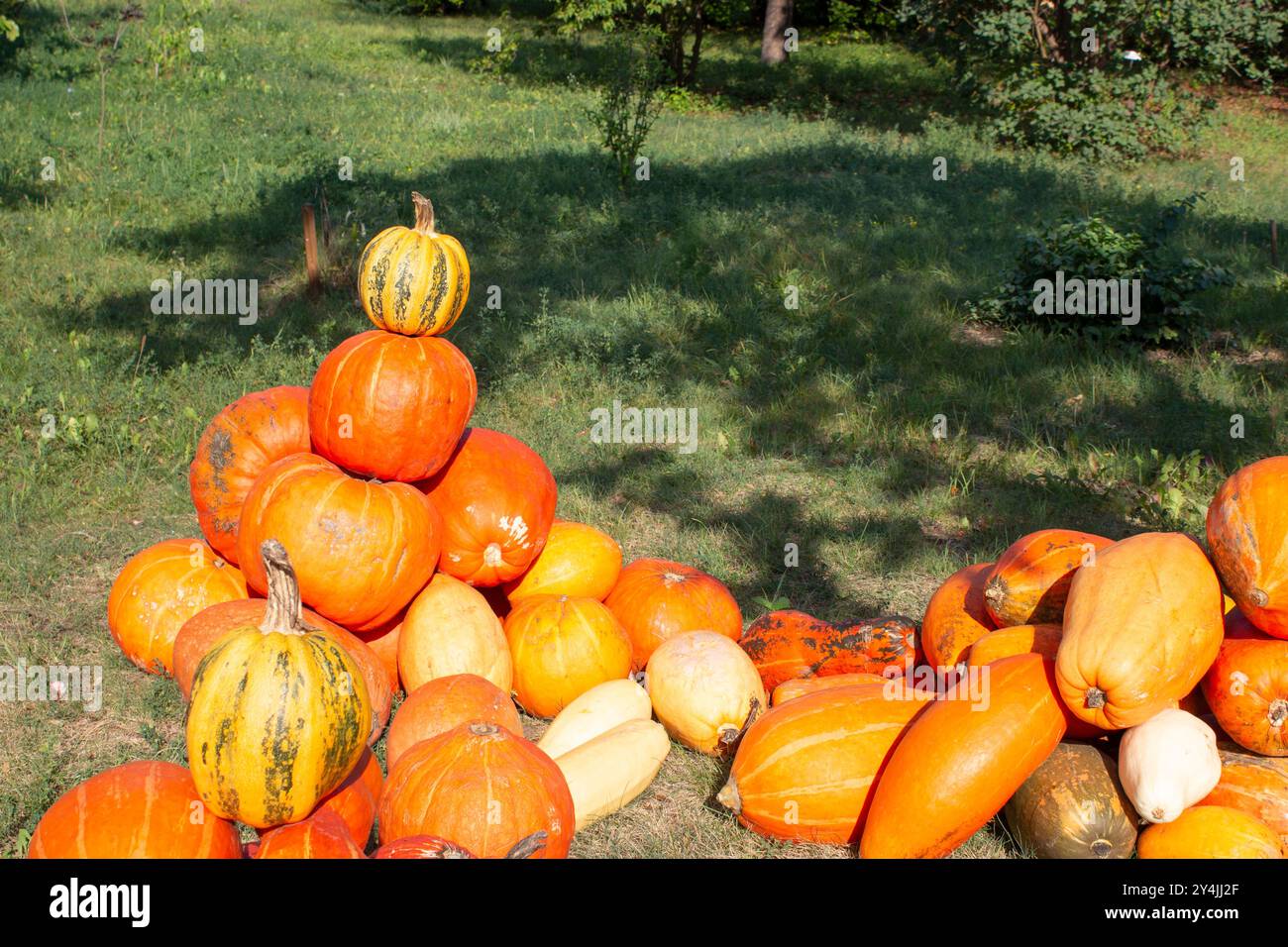 Lots of pumpkins on a garden lawn. Sunny fall day. Harvest Stock Photo ...