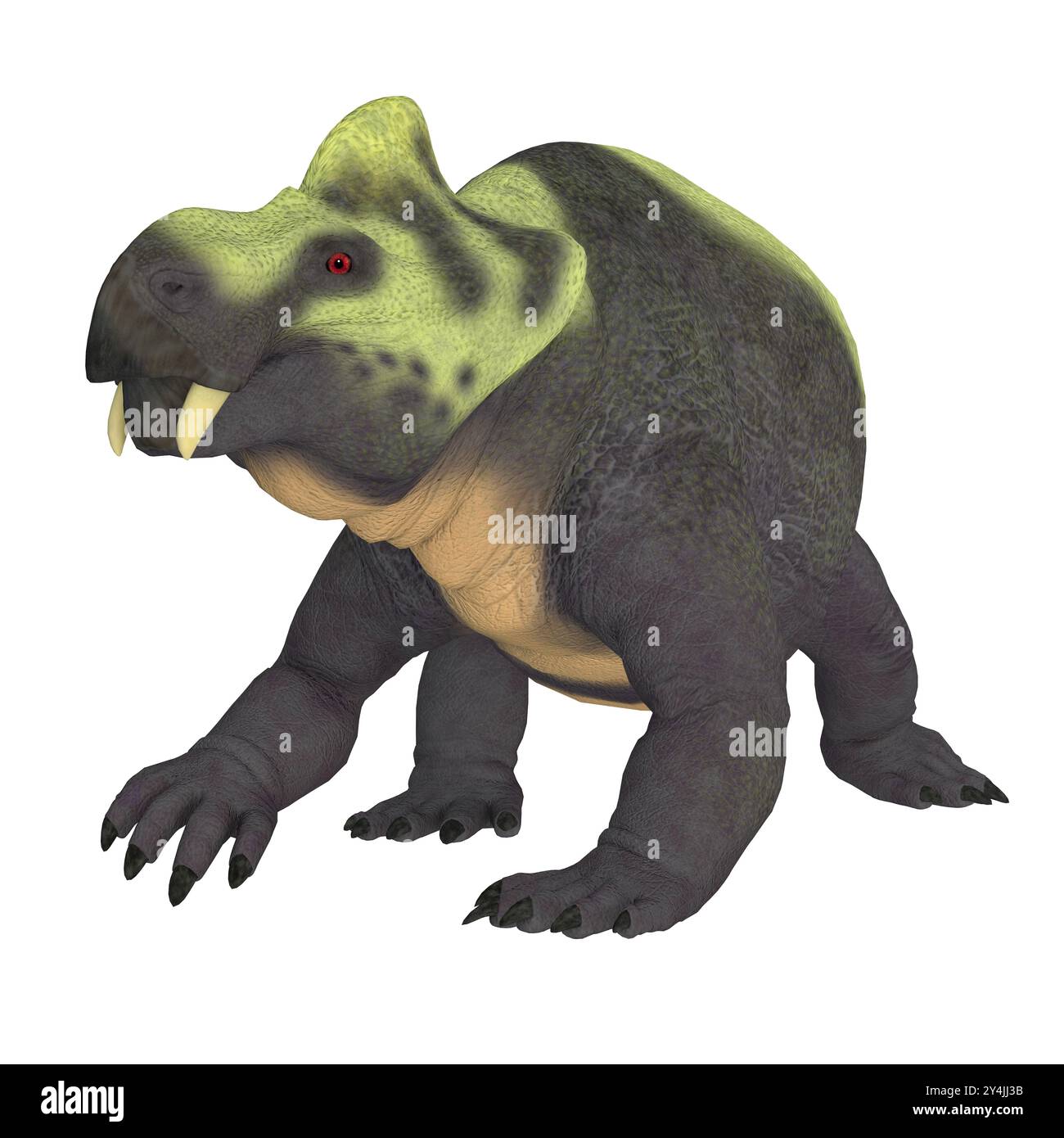 Kannemeyeria was a herbivorous dicynodont dinosaur the lived in South ...