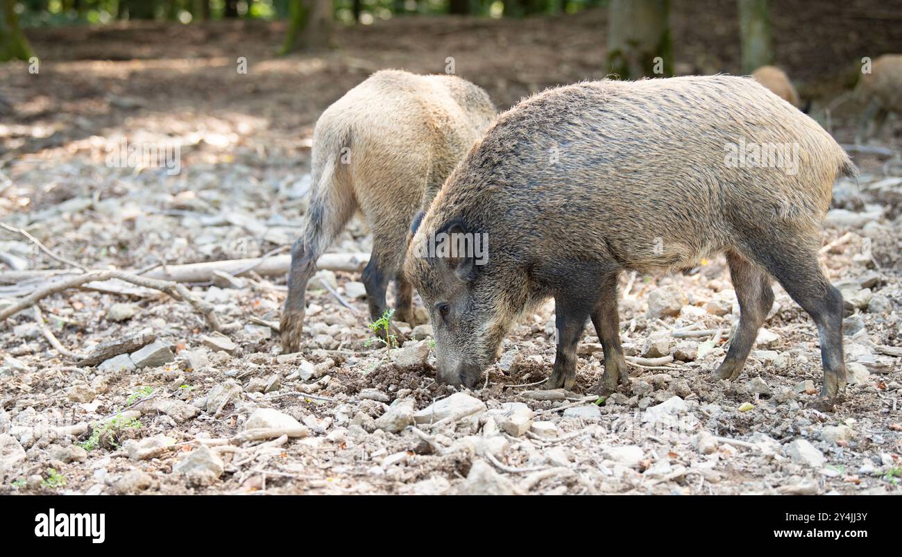 Wild boar in the forest, sus scrofa, swine or pig, wildlife in the ...