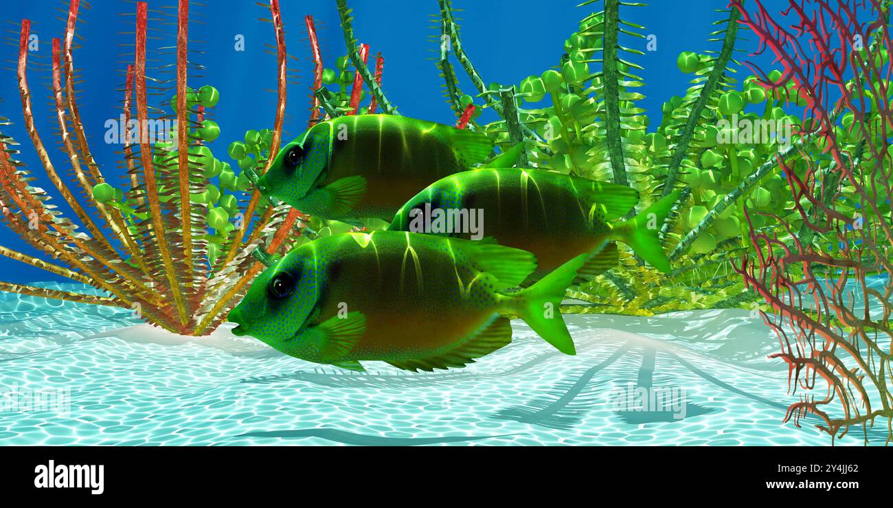 The Lemonpeel Angelfish is a saltwater species reef fish in tropical ...