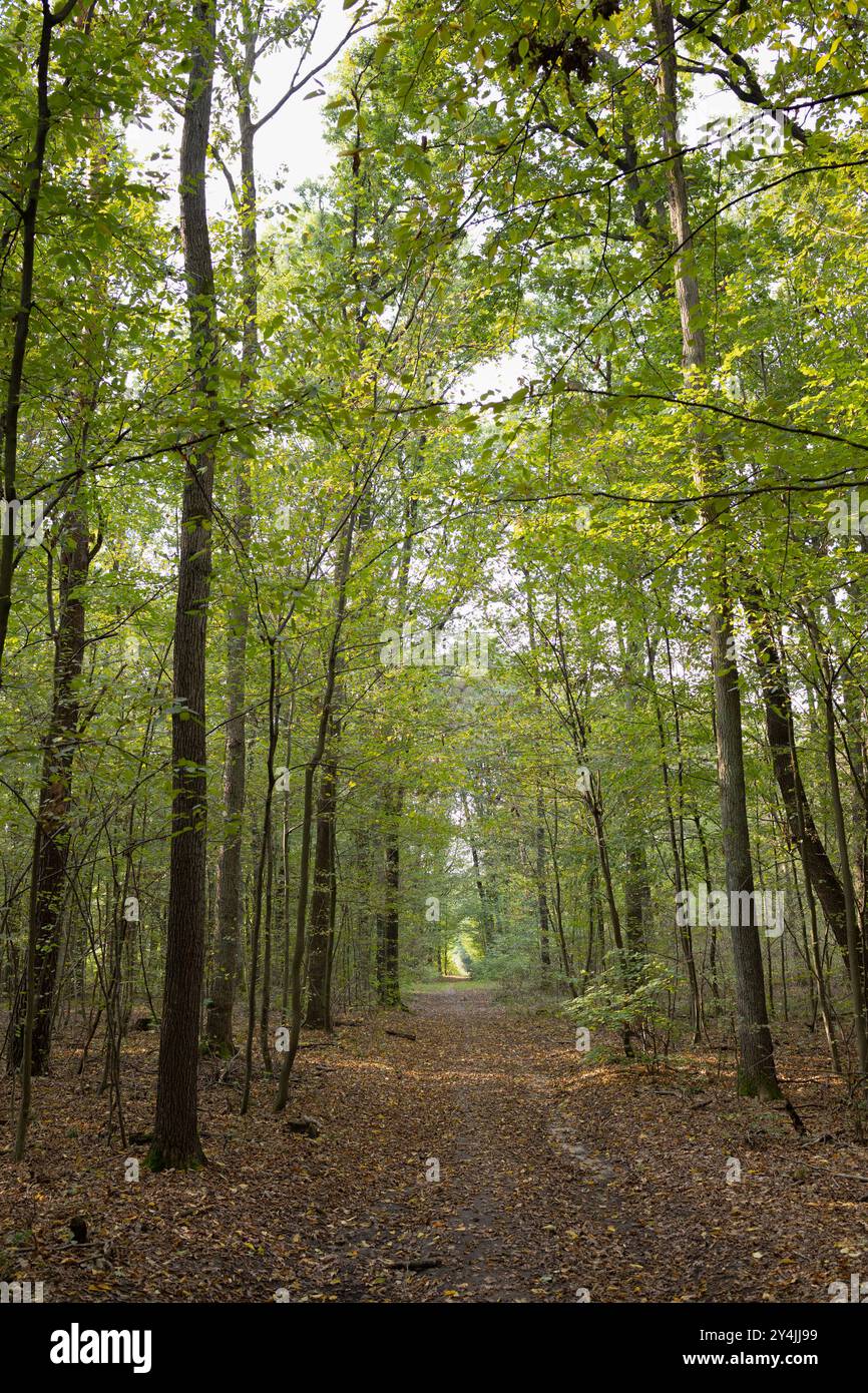 A peaceful forest path covered in leaves stretching through tall green ...
