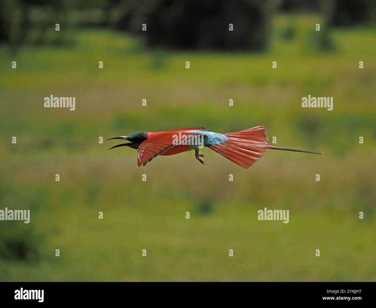 Northern carmine bee-eater (Merops Nubicus) in flight with wings spread ...