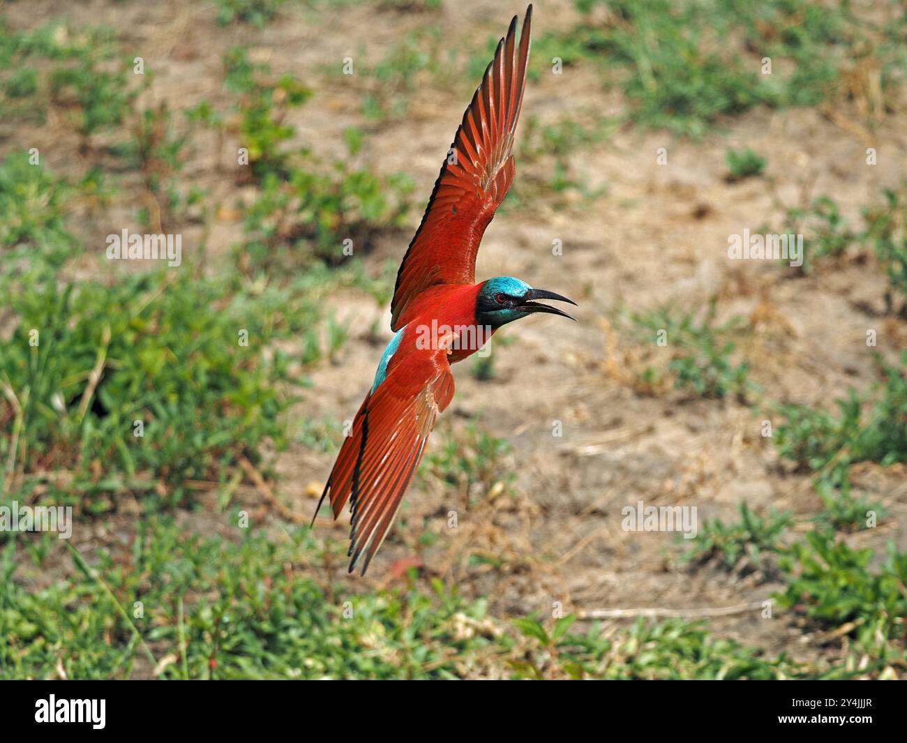 Northern carmine bee-eater (Merops Nubicus) in flight with wings spread ...