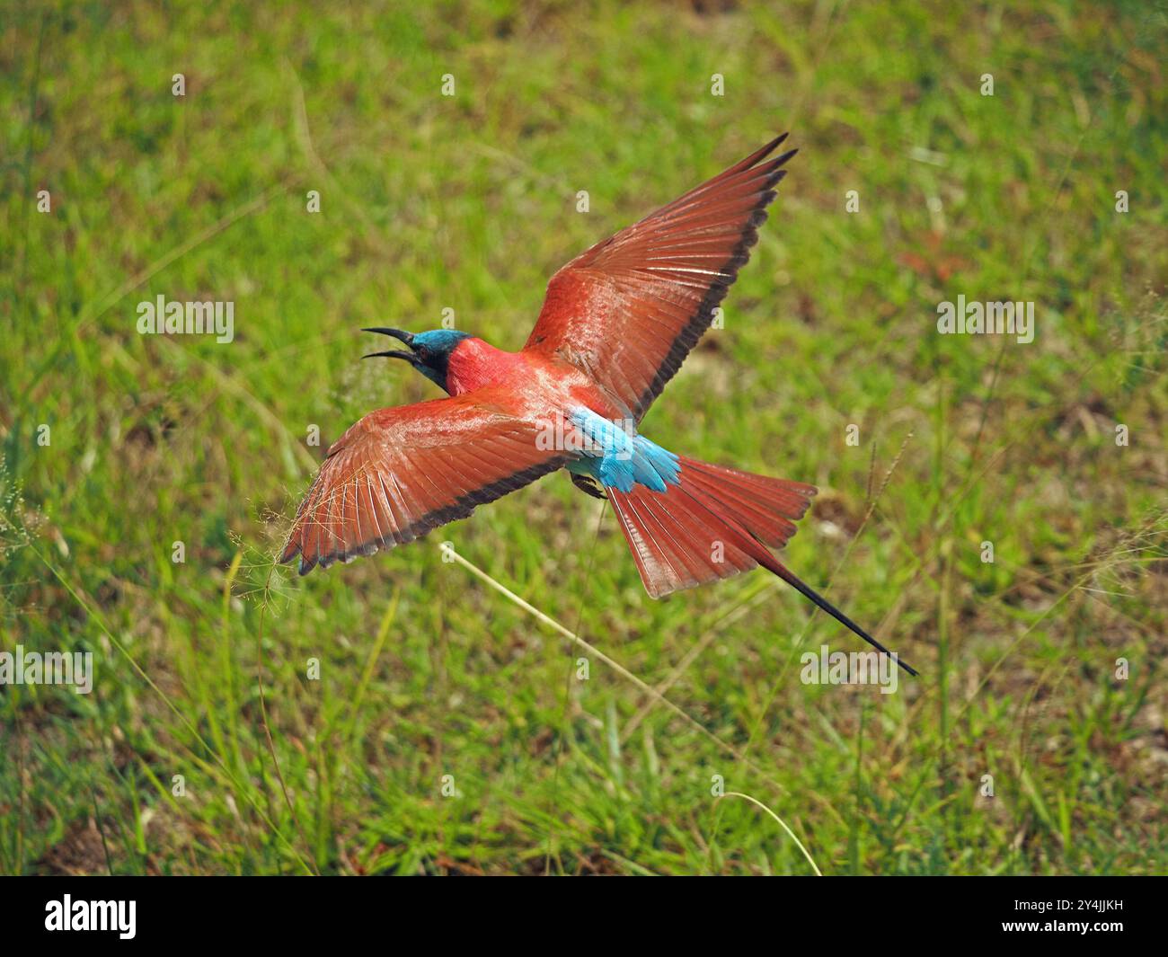 Northern carmine bee-eater (Merops Nubicus) in flight with wings spread ...
