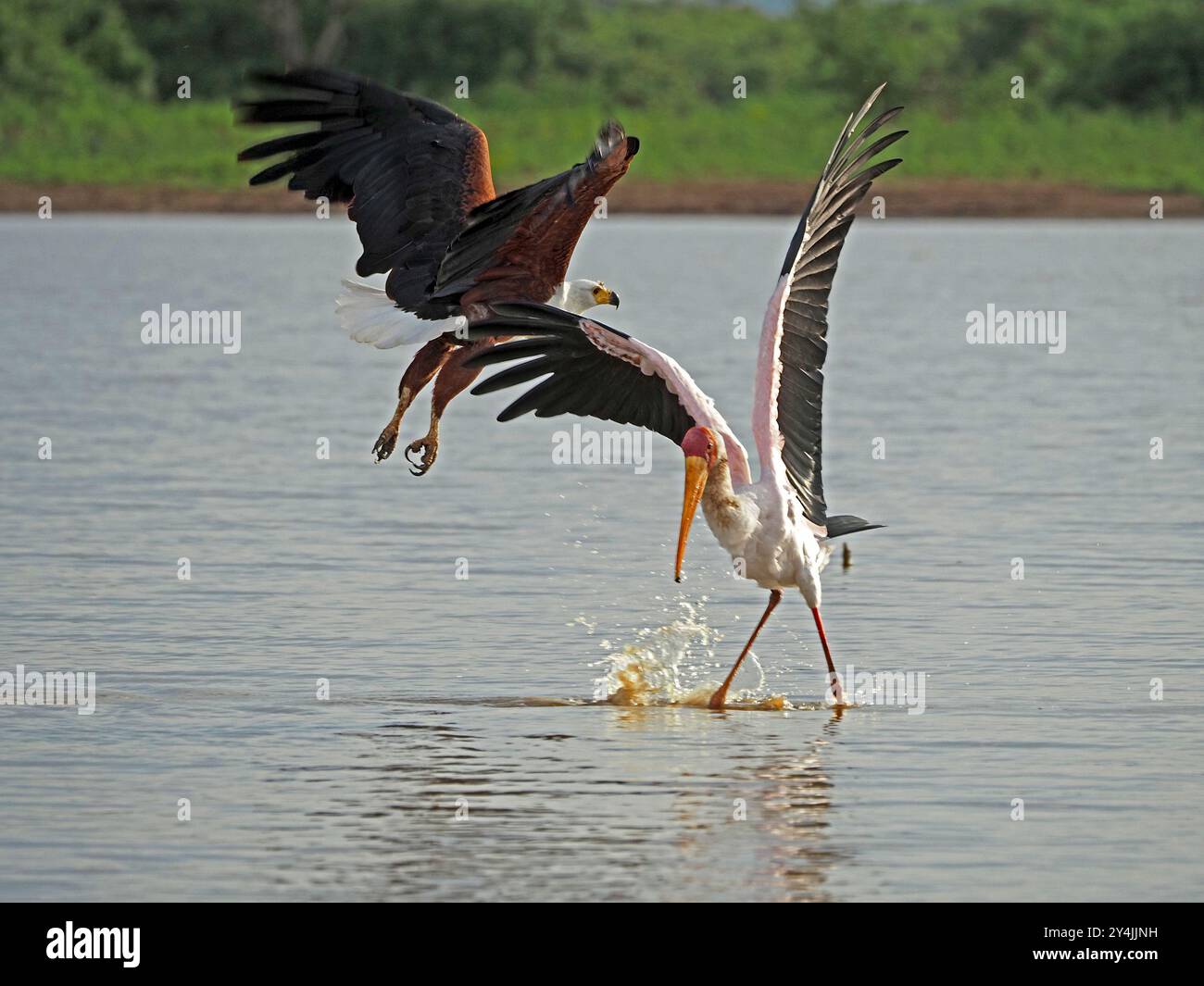 Yellow-billed Stork (Mycteria ibis)under attack from African Fish Eagle ...