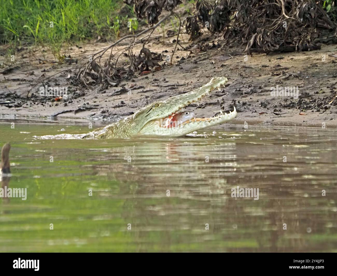 young adult Nile Crocodile (Crocodylus niloticus) with fish prey in ...