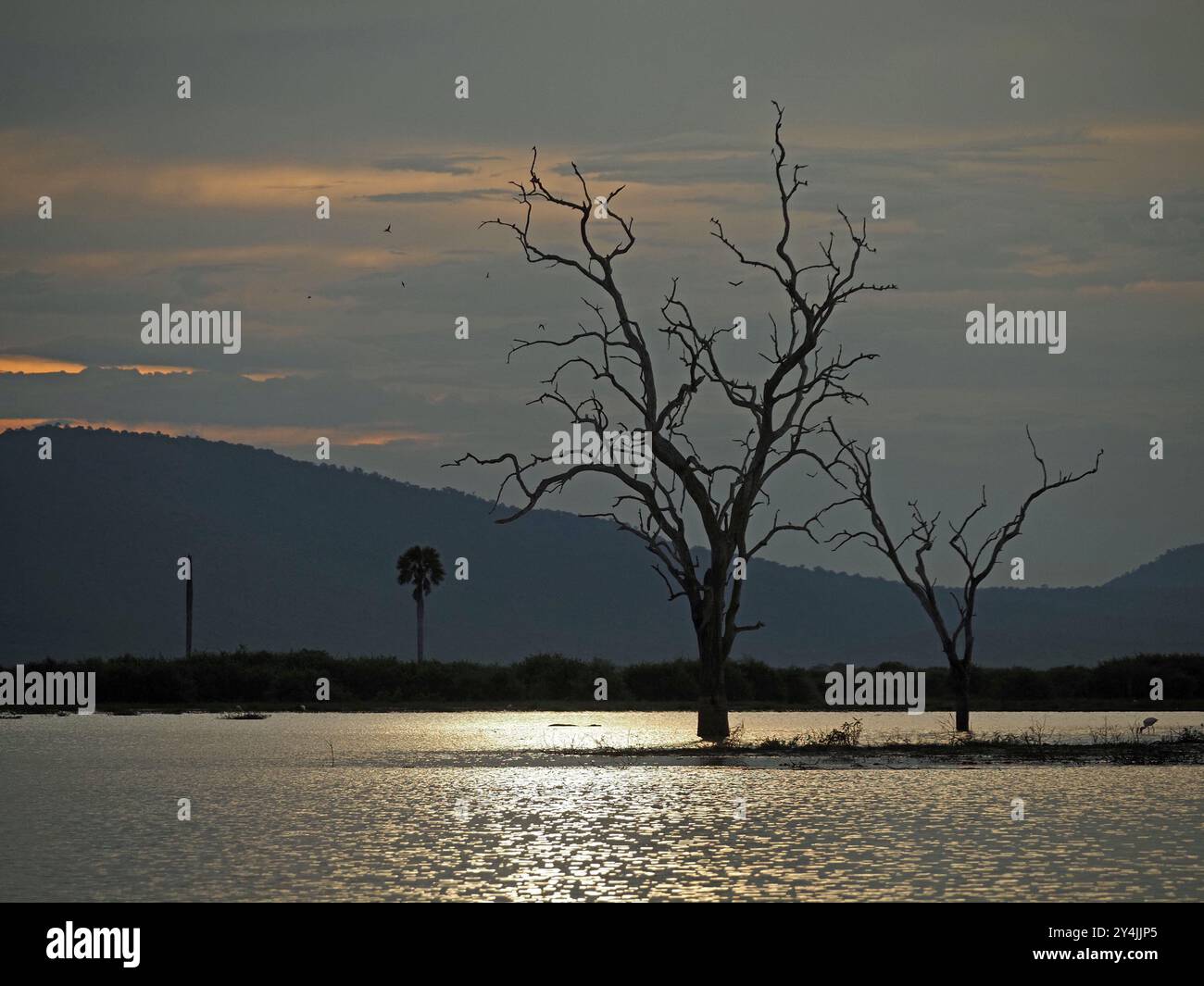 silver dusk at Lake Manze, Nyerere NP Tanzania with skeletal dead trees ...