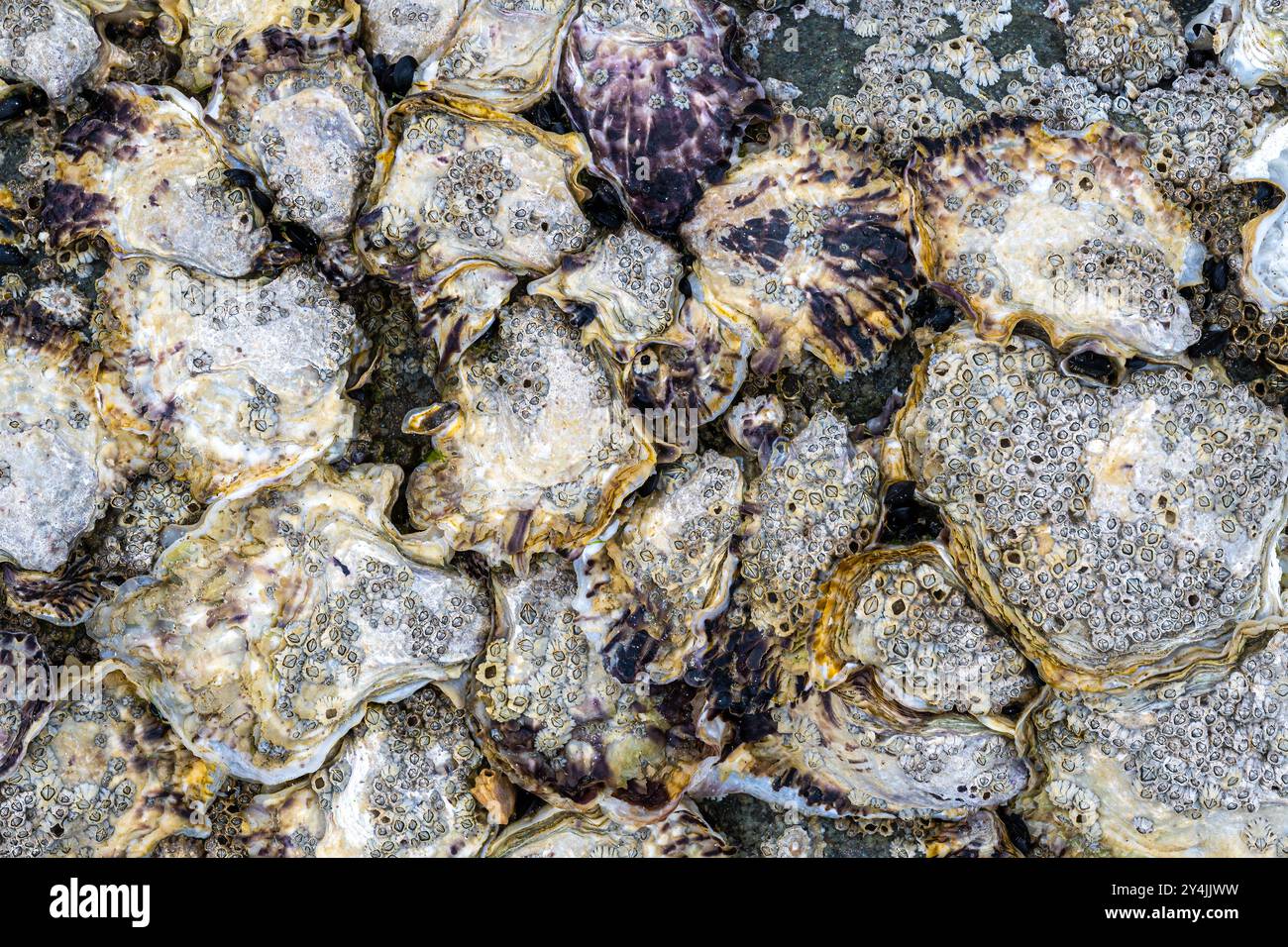 Oysters and Barnacles on a Beach in Brittany, France Stock Photo - Alamy