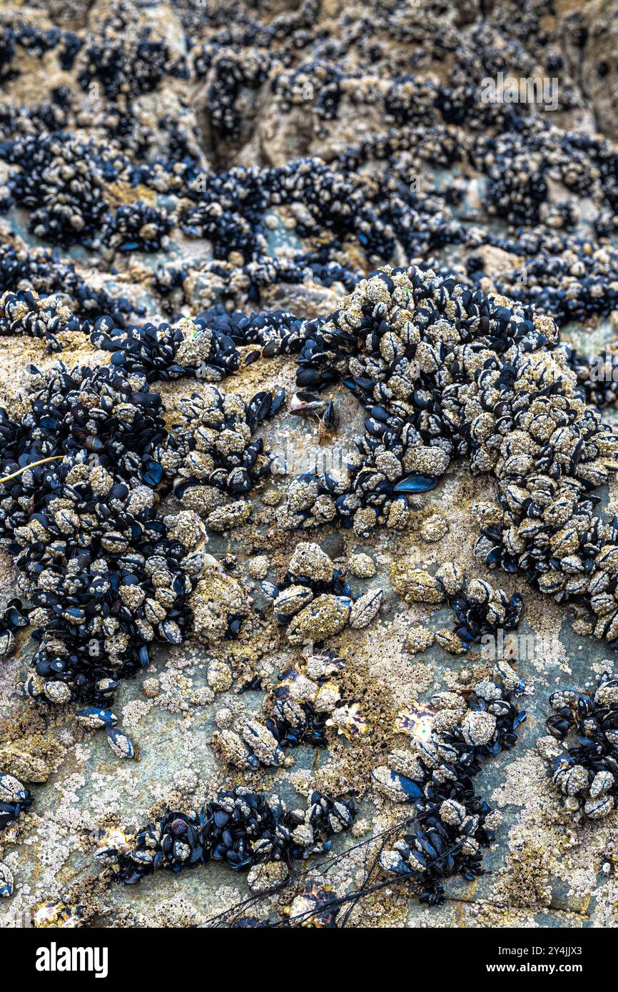 Mytilidae Molluscs and Barnacles on a Beach in Brittany, France Stock ...