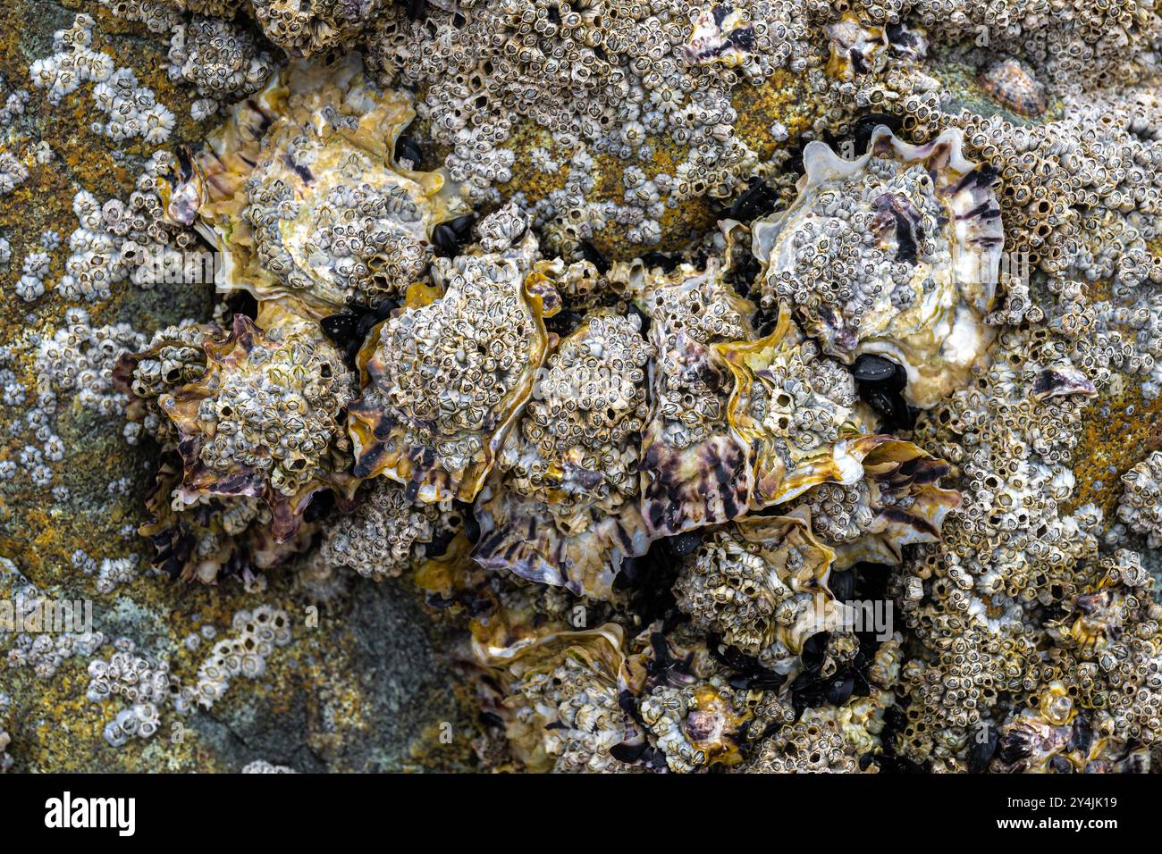 Oysters and Barnacles on a Beach in Brittany, France Stock Photo - Alamy