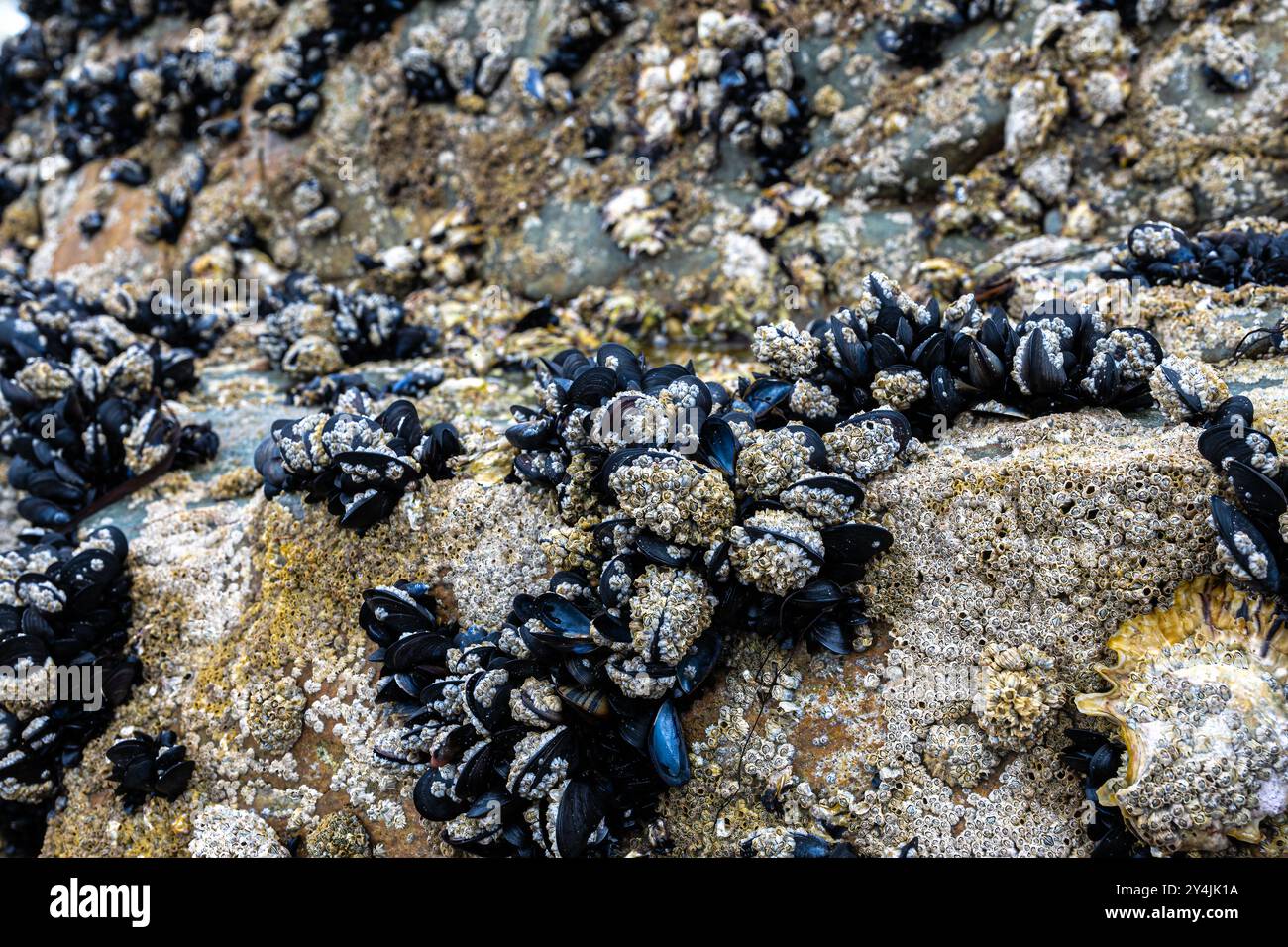Mytilidae Molluscs and Barnacles on a Beach in Brittany, France Stock ...