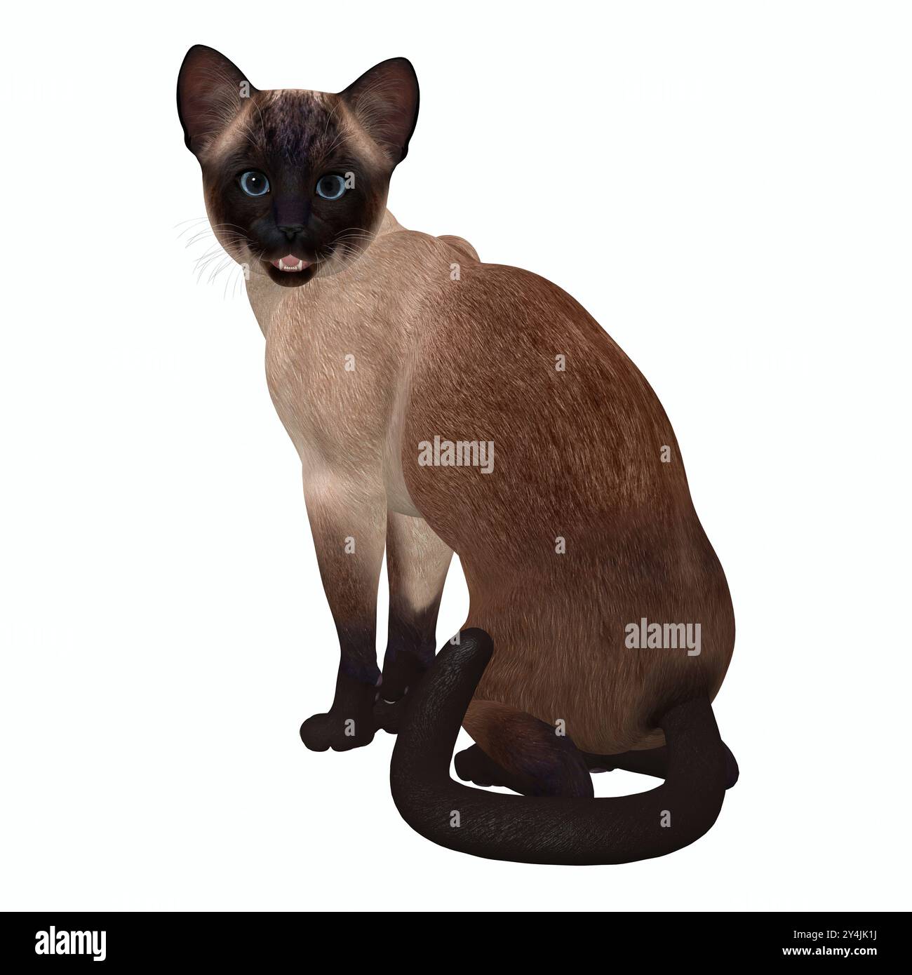 A seal point cat's coat is characterized by a cream or fawn body with ...