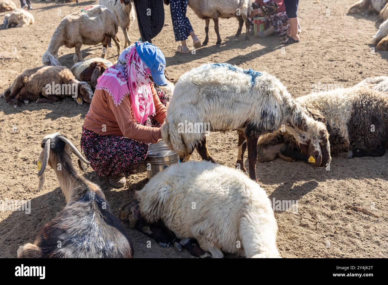 Van, Turkey, July 6, 2024; A flock of sheep. Sheep returning from ...