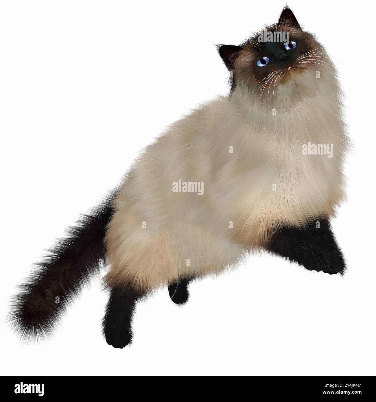A Siamese cat with long hair is a rare and highly sought-after variant ...