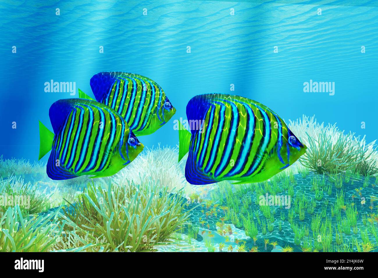 The Regal Angelfish is a saltwater species reef fish in tropical ...