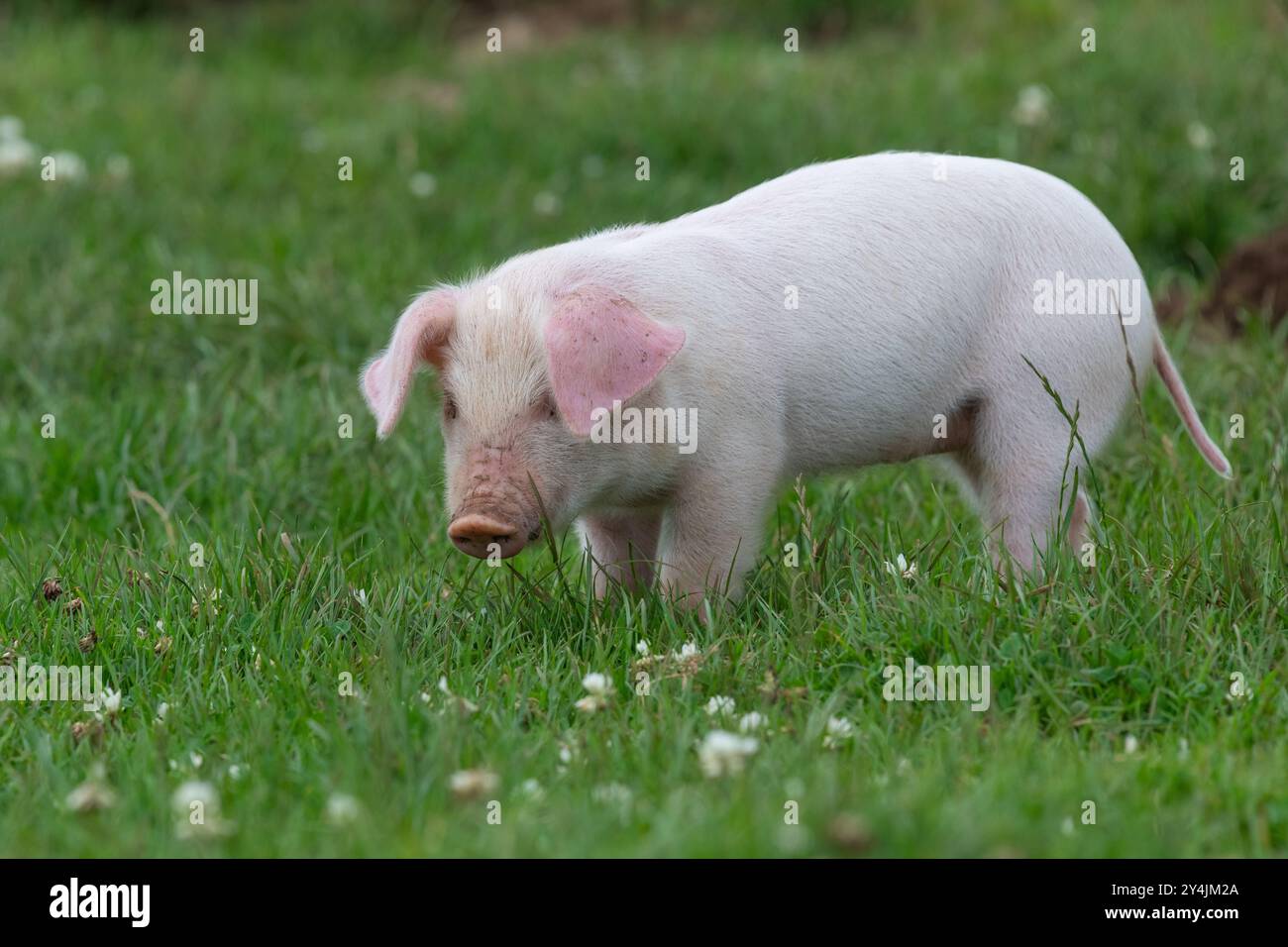 Portrait of a British Landrace piglet Stock Photo - Alamy