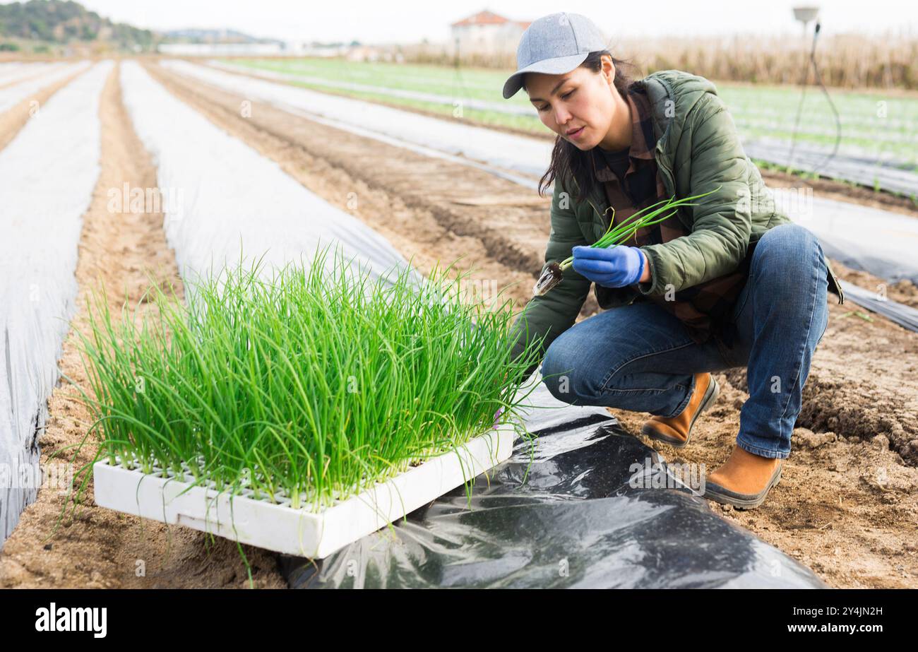 Asian female gardener planting sprouts of garlic Stock Photo - Alamy