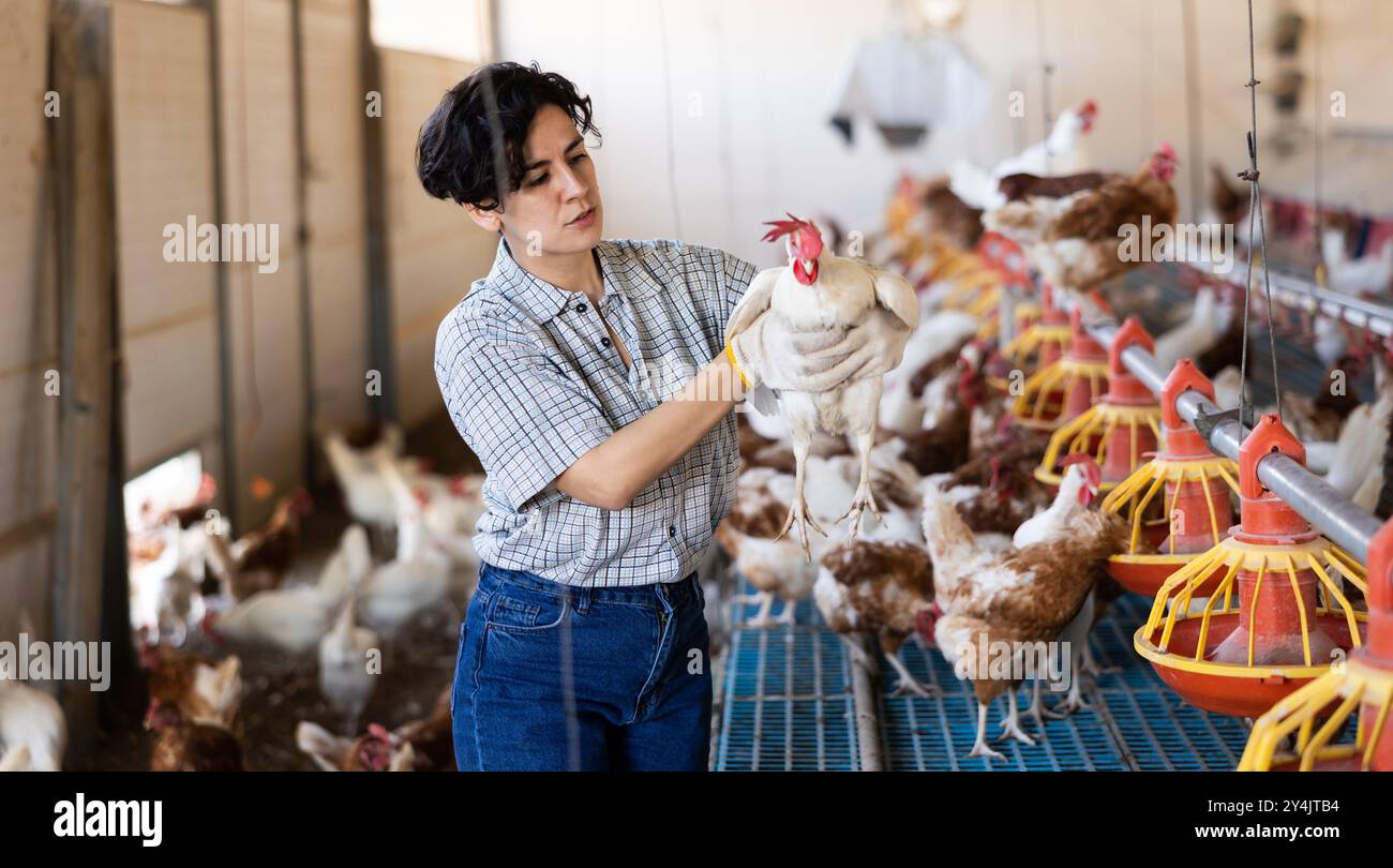 Hispanic woman poultry farm owner examining laying hens in coop Stock ...