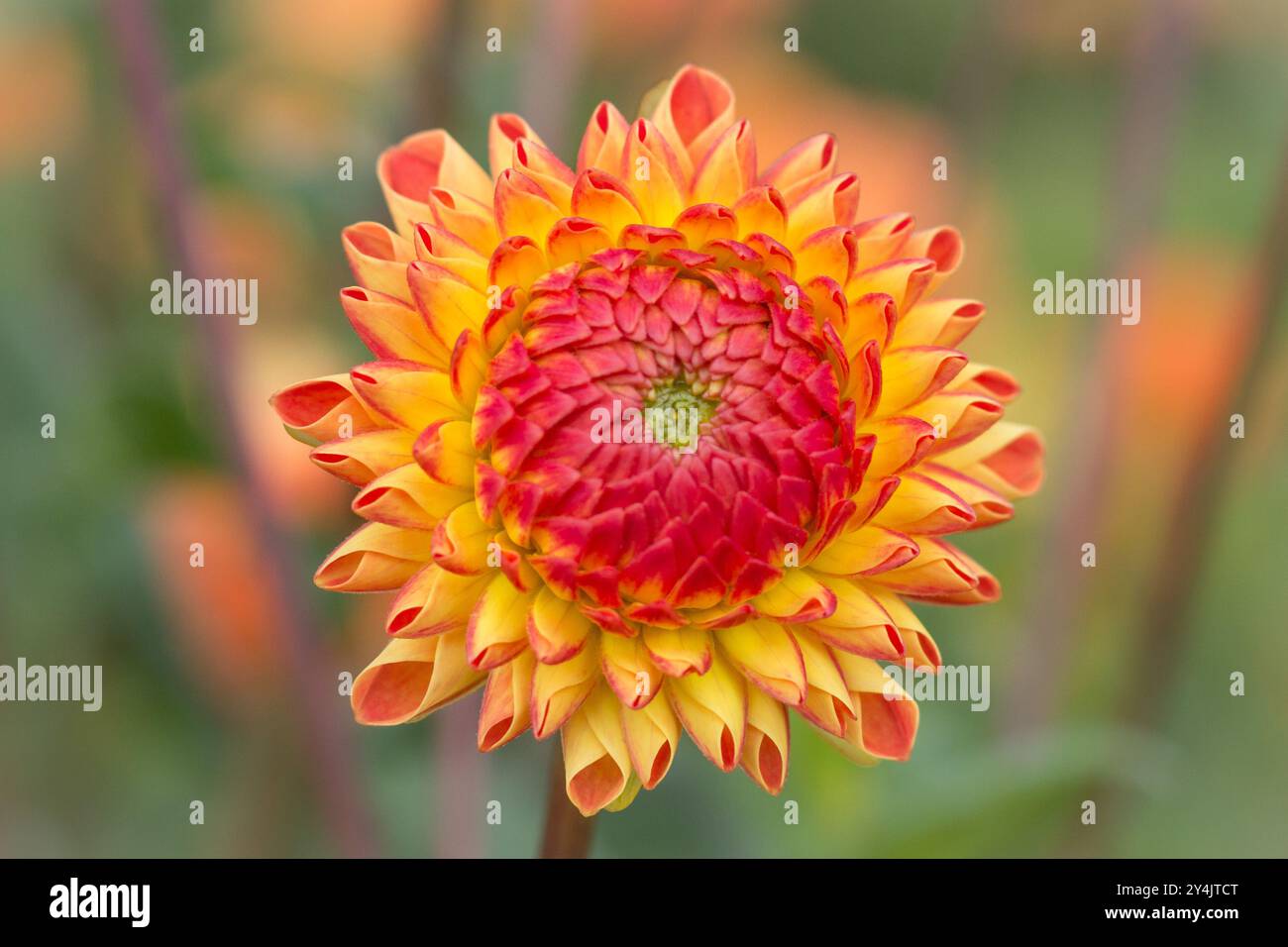 Colourful Dahlias all varieties Stock Photo - Alamy