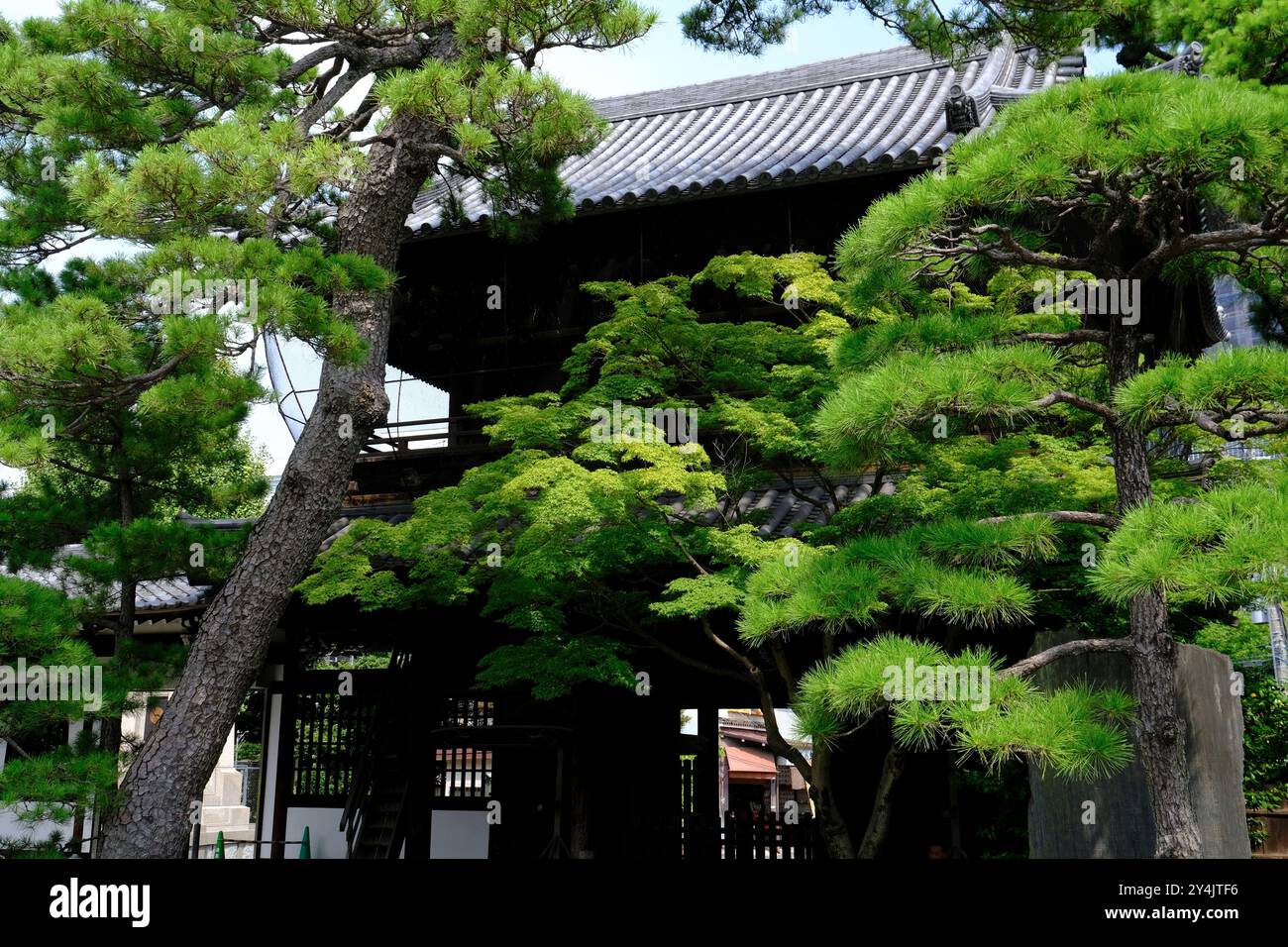 The main entrance gate with pine trees of Sengaku-Ji Temple, Takanawa ...