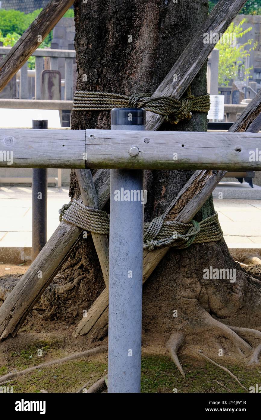 An old tree supported by ropes and wooden posts in the cemetery ...