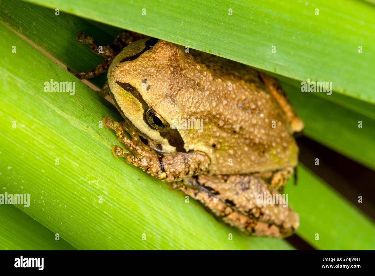 Sierran Tree Frog (Pseudacris regilla Stock Photo - Alamy