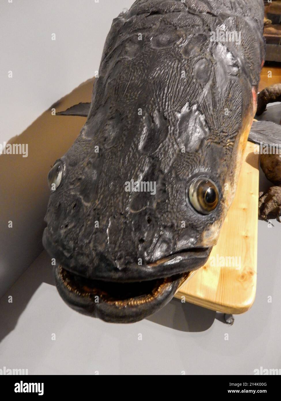 Museo de Americas in Madrid, Spain, Looking at a ling cod display Stock ...