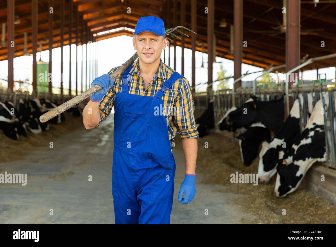 Successful man dairy farm owner standing in stall with cows Stock Photo ...