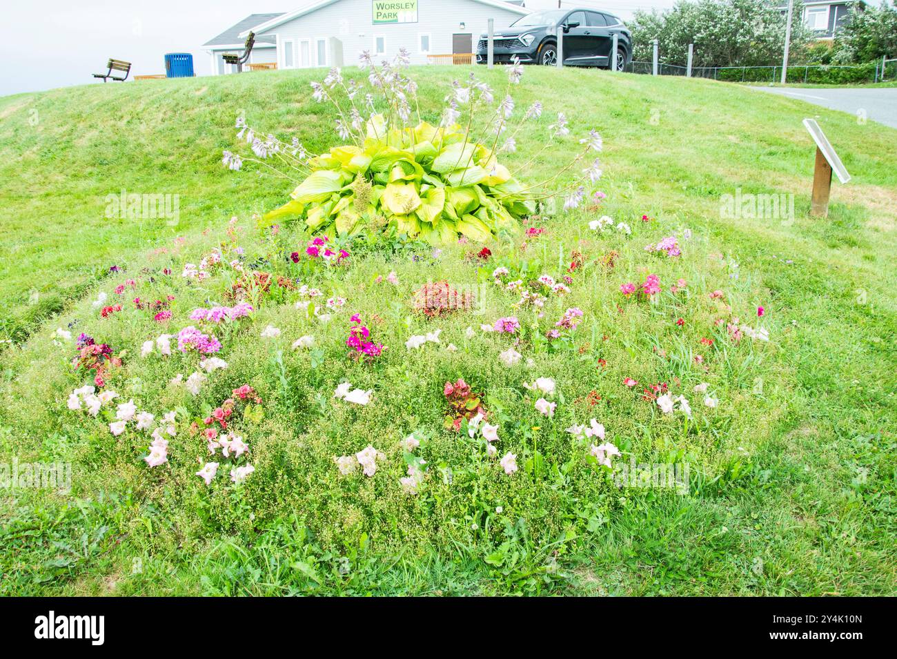Summer flowers blooming at Worsley Park in Conception Bay South ...