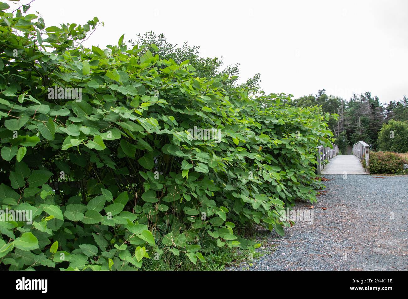Japanese knotweed infestation at Chamberlains Park on Chaytors Road in ...