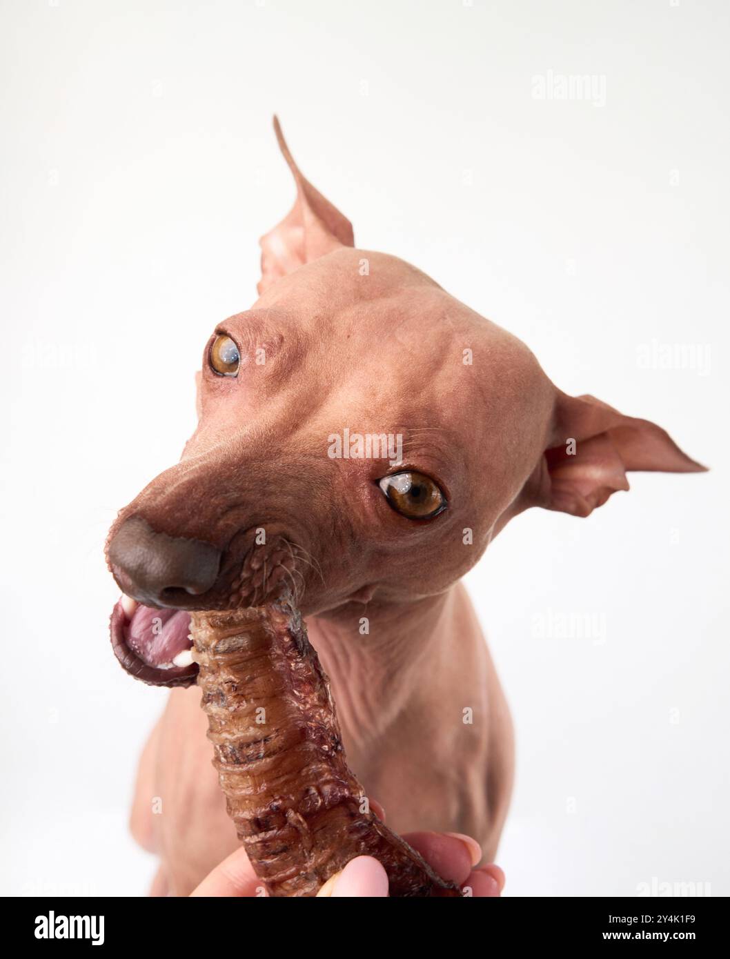 An American Hairless Terrier is chewing on a bone while looking at the ...