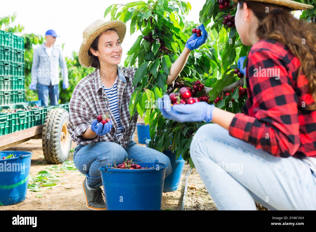 Hardworking farmers pluck cherries from the trees Stock Photo - Alamy