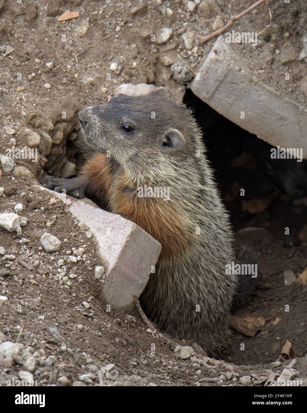 groundhog eating a peanut next to its hole in public park (small ground ...