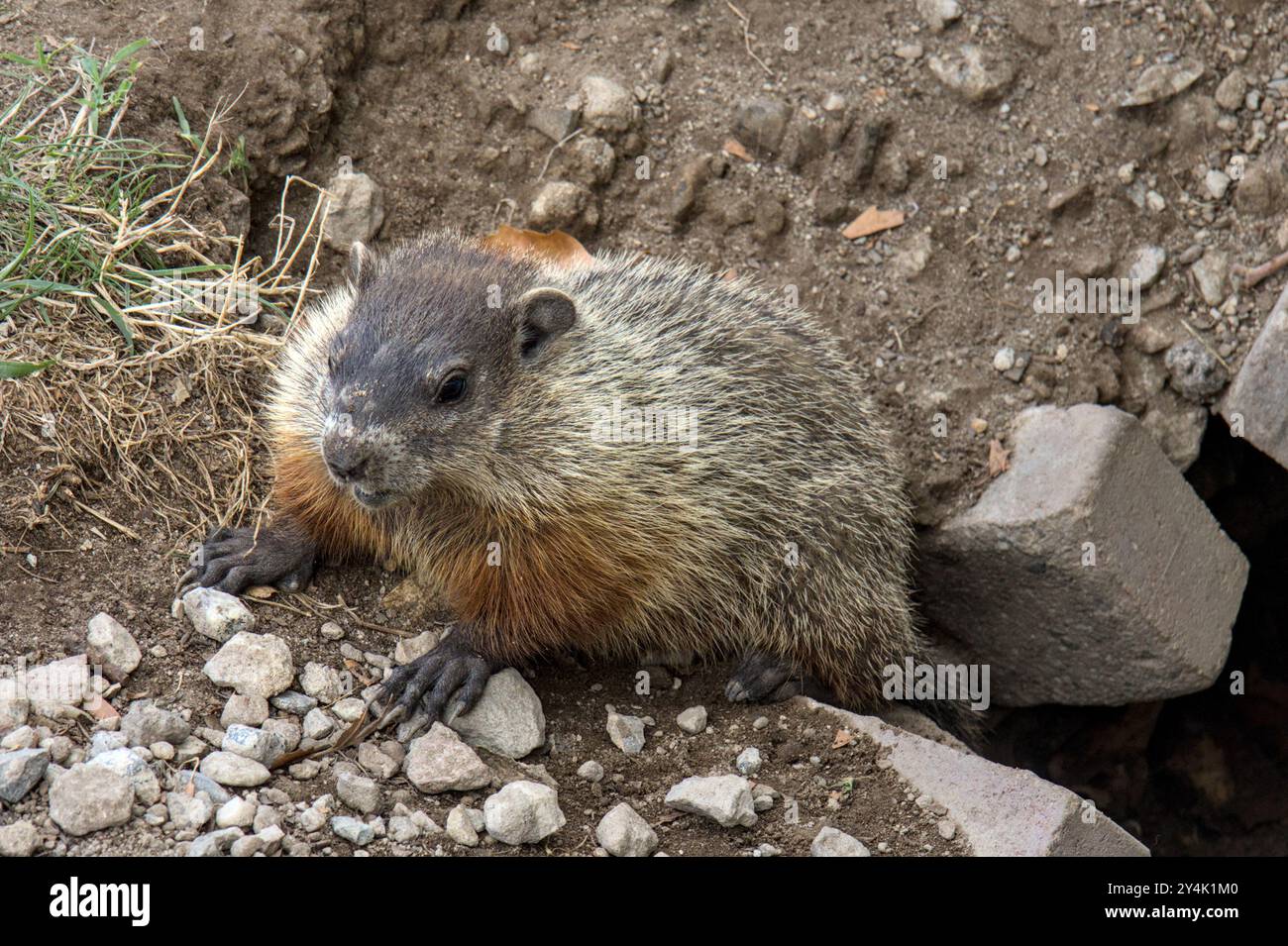 groundhog eating a peanut next to its hole in public park (small ground ...