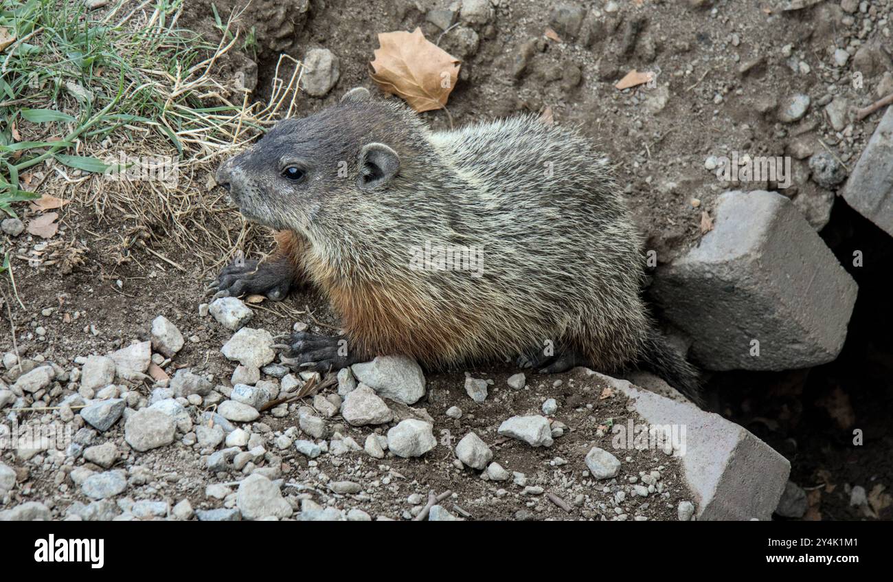groundhog eating a peanut next to its hole in public park (small ground ...
