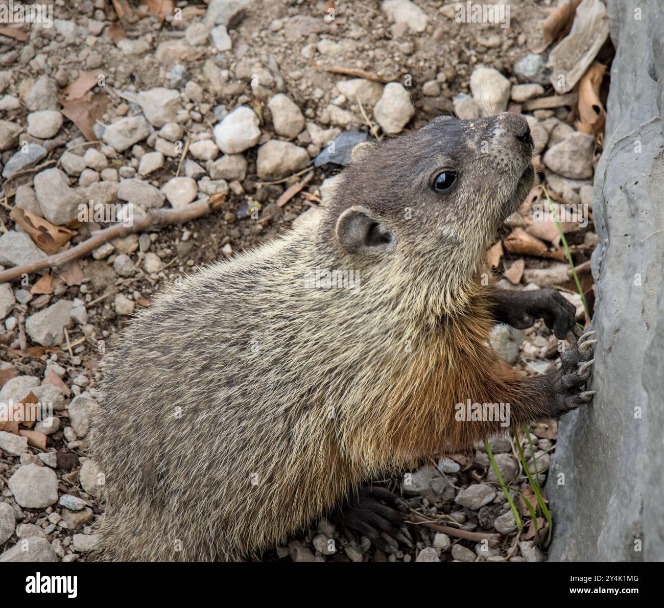 groundhog eating a peanut next to its hole in public park (small ground ...