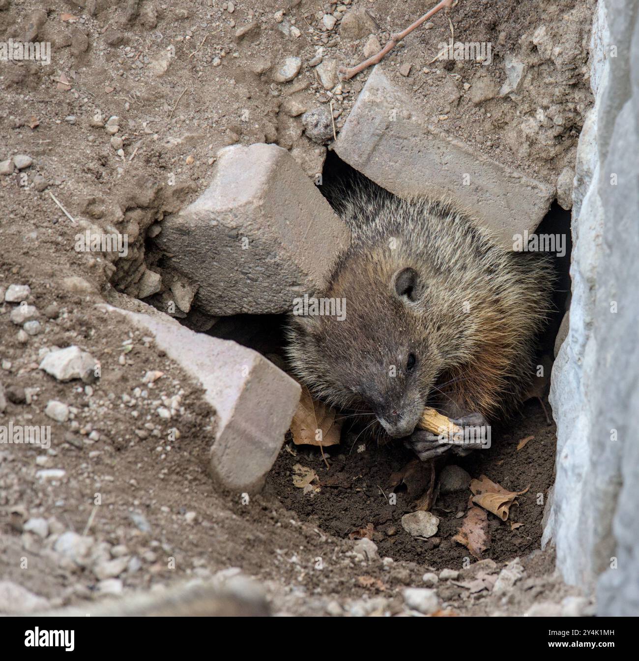 groundhog eating a peanut next to its hole in public park (small ground ...