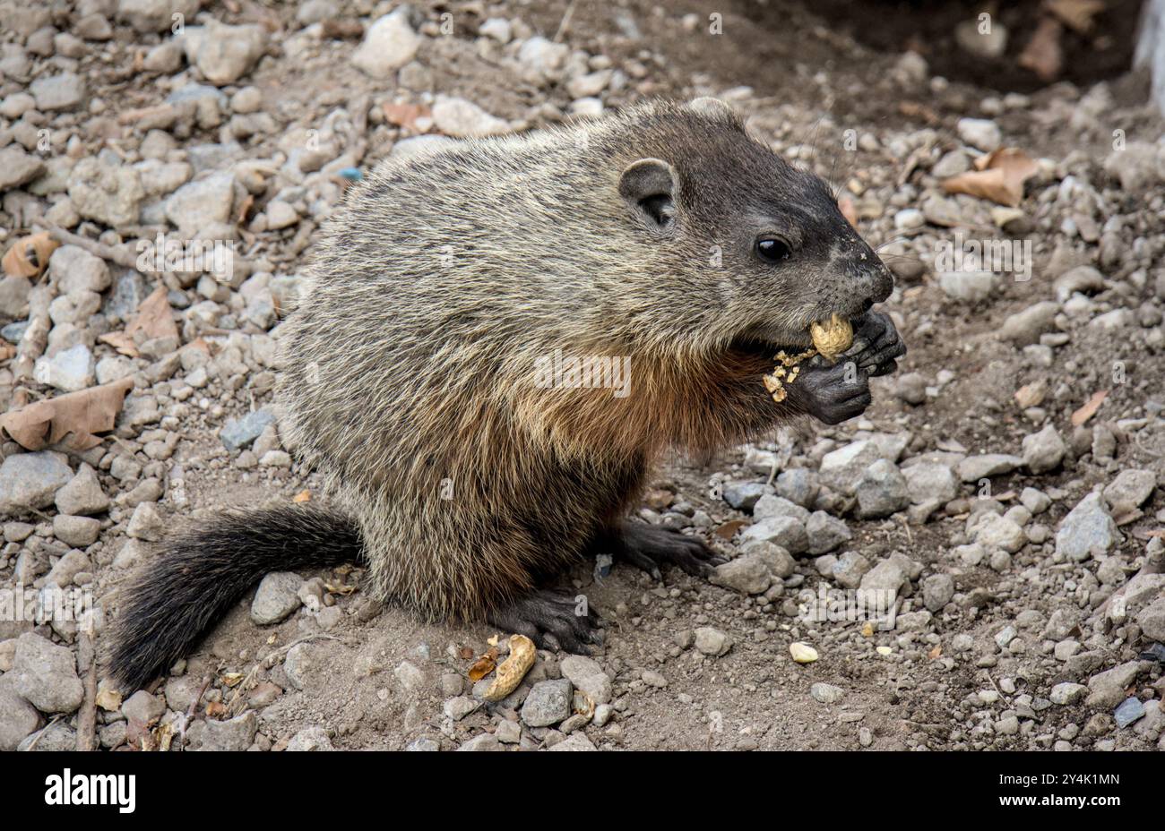 groundhog eating a peanut next to its hole in public park (small ground ...