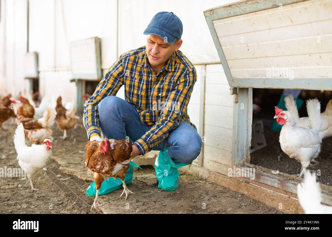Farmer inspecting laying hens on backyard of poultry farm Stock Photo ...