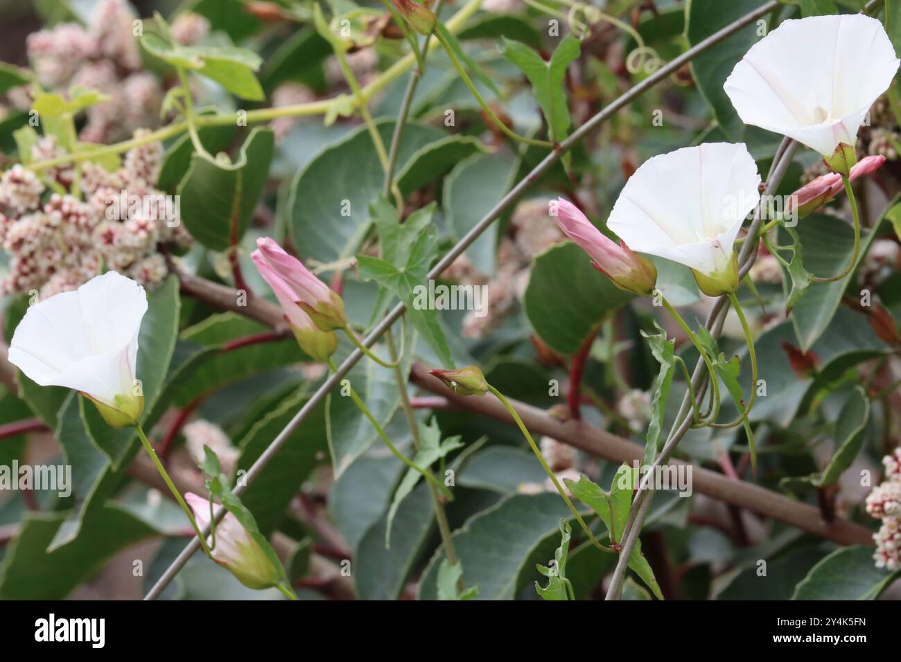 Calystegia Macrostegia Subspecies Intermedia, a graceful native twining ...