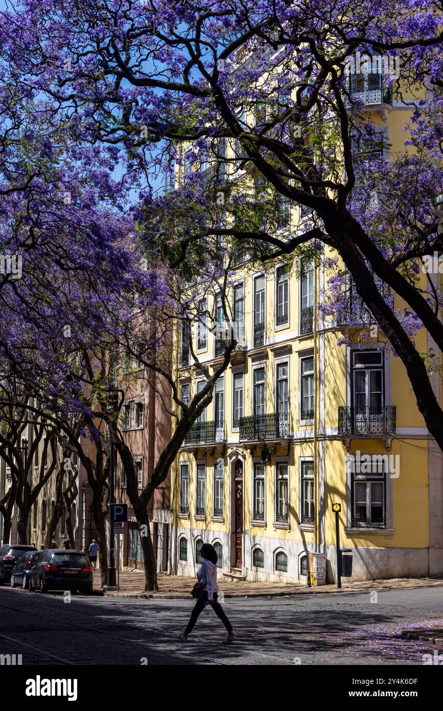 Jacaranda trees in bloom alongside colorful buildings decorated in ...