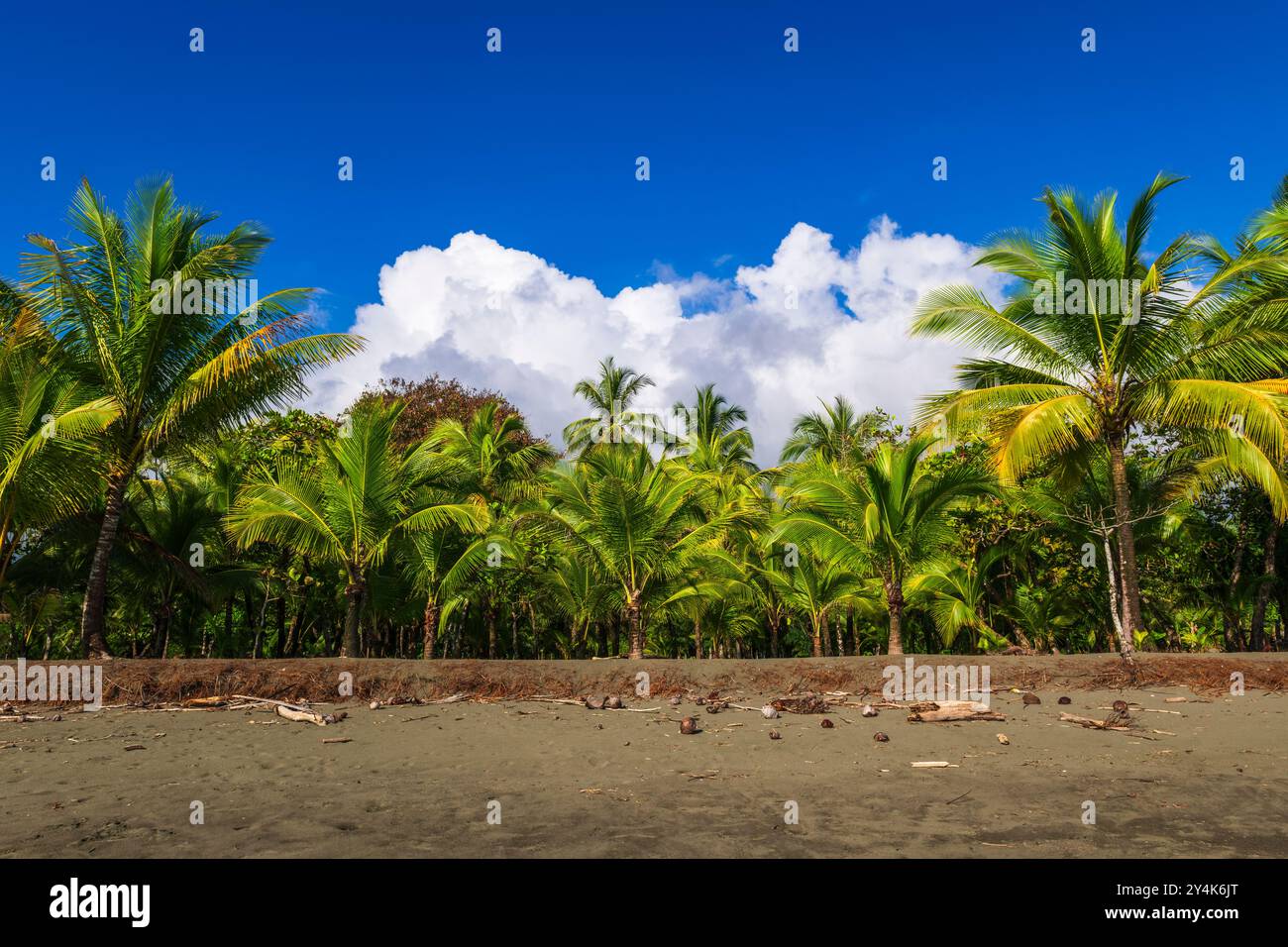 Clouds over coconut palms at Playa Matapalo beach, Puntarenas Province ...