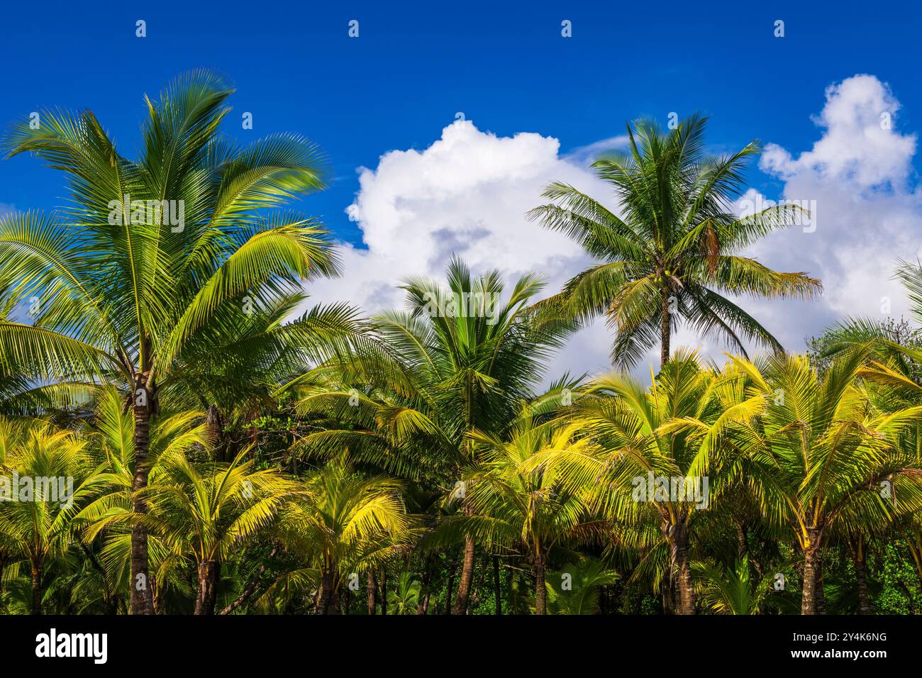 Clouds over coconut palms at Playa Matapalo beach, Puntarenas Province ...