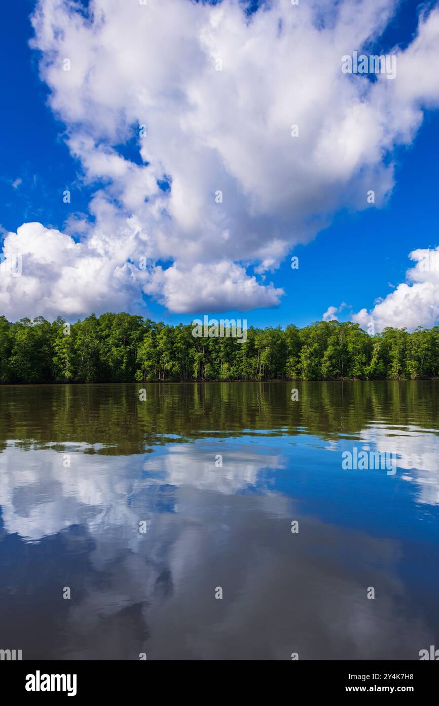 Mangroves along the Sierpe River, Terraba Sierpe National Wetlands ...