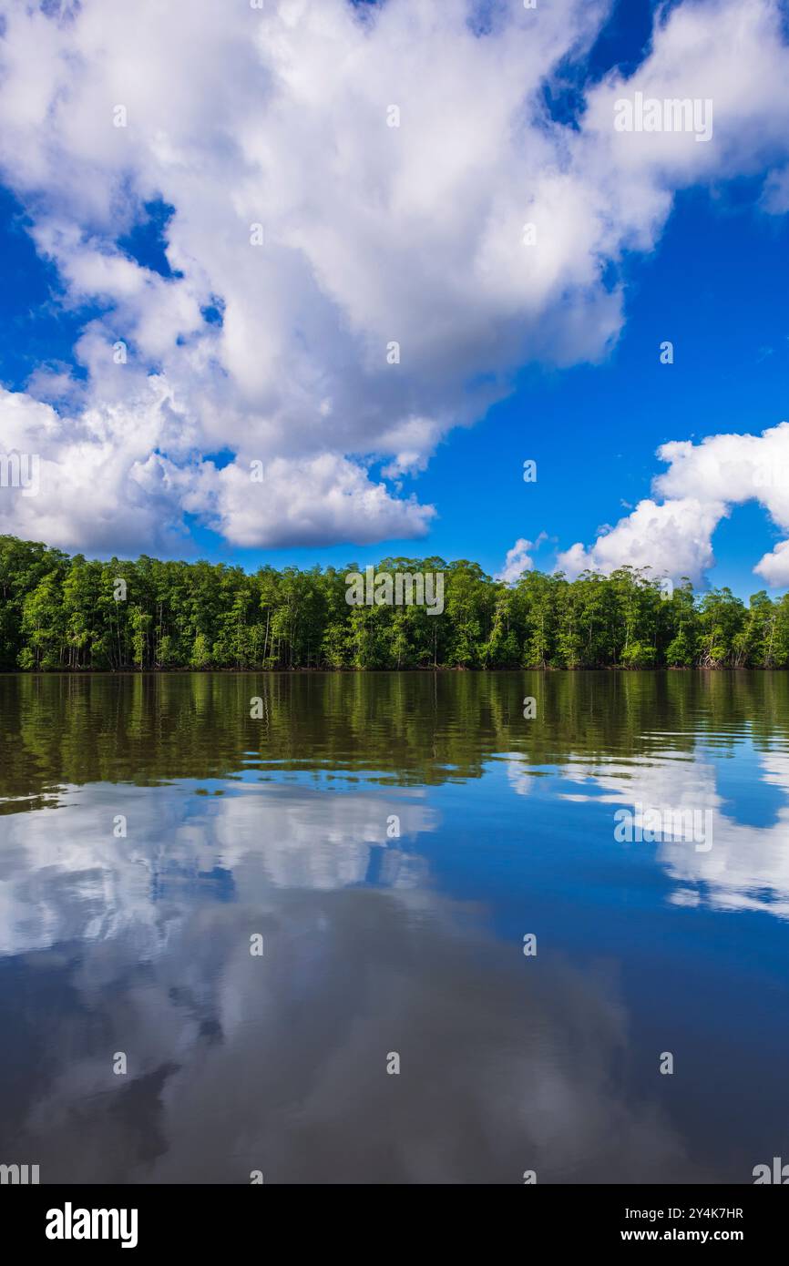Mangroves along the Sierpe River, Terraba Sierpe National Wetlands ...