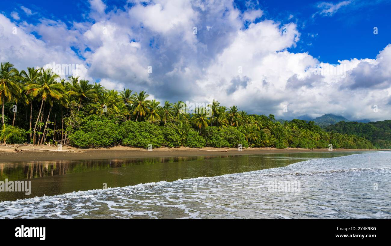 Surf and coconut palms at Playa Matapalo, Puntarenas Province, Costa ...