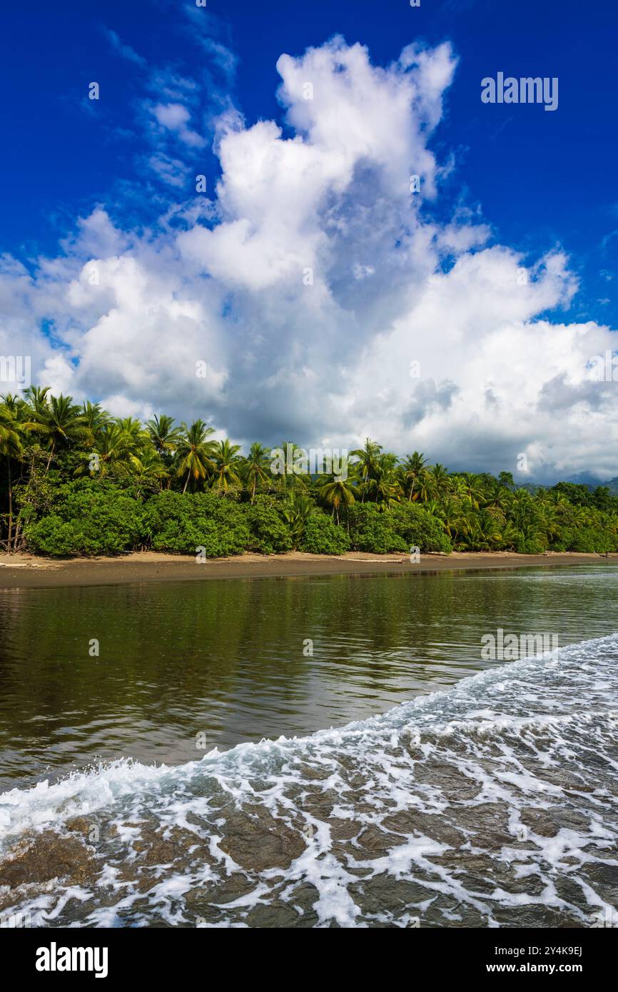 Surf and coconut palms at Playa Matapalo, Puntarenas Province, Costa ...