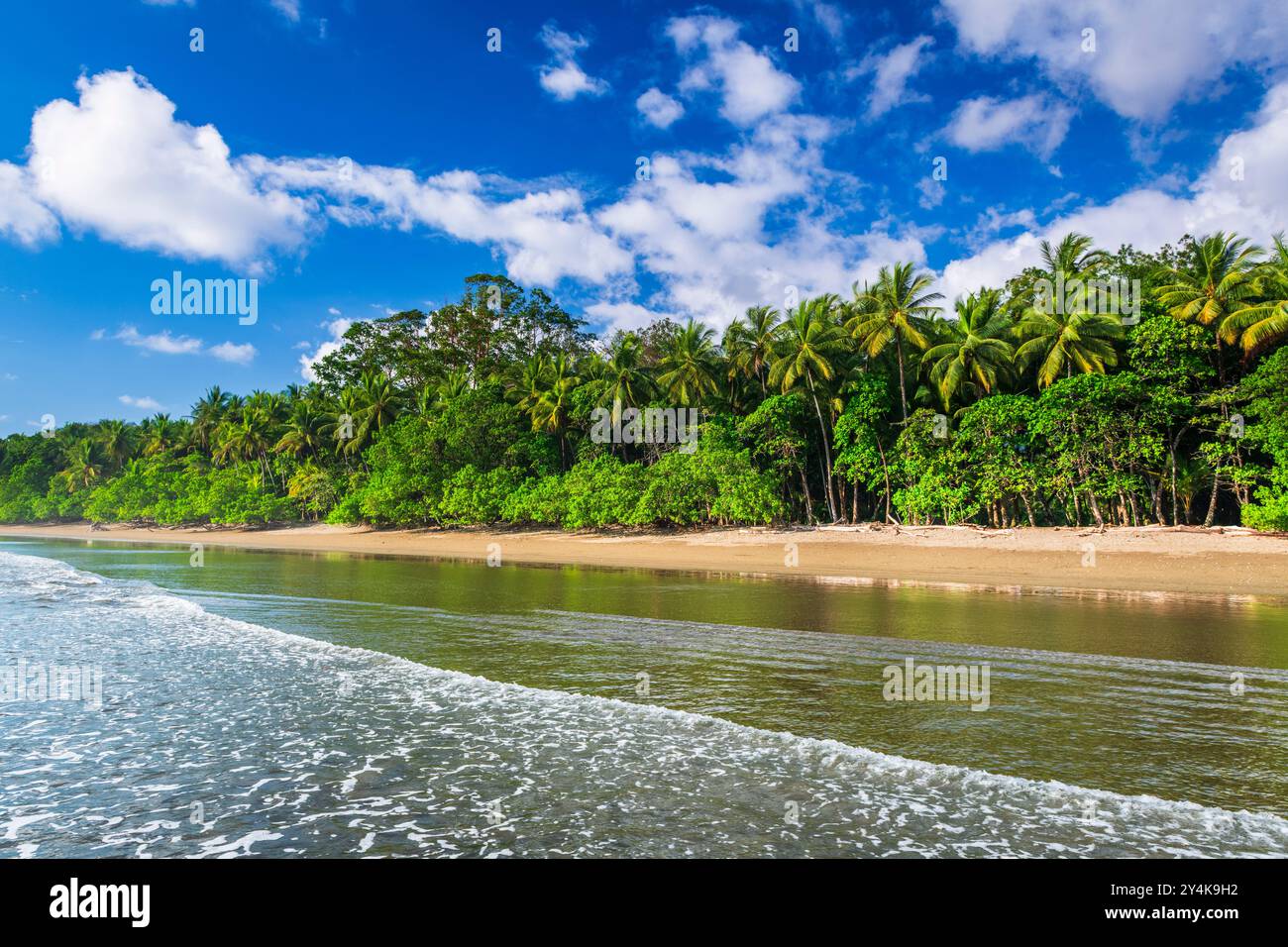 Surf and coconut palms at Playa Matapalo, Puntarenas Province, Costa ...