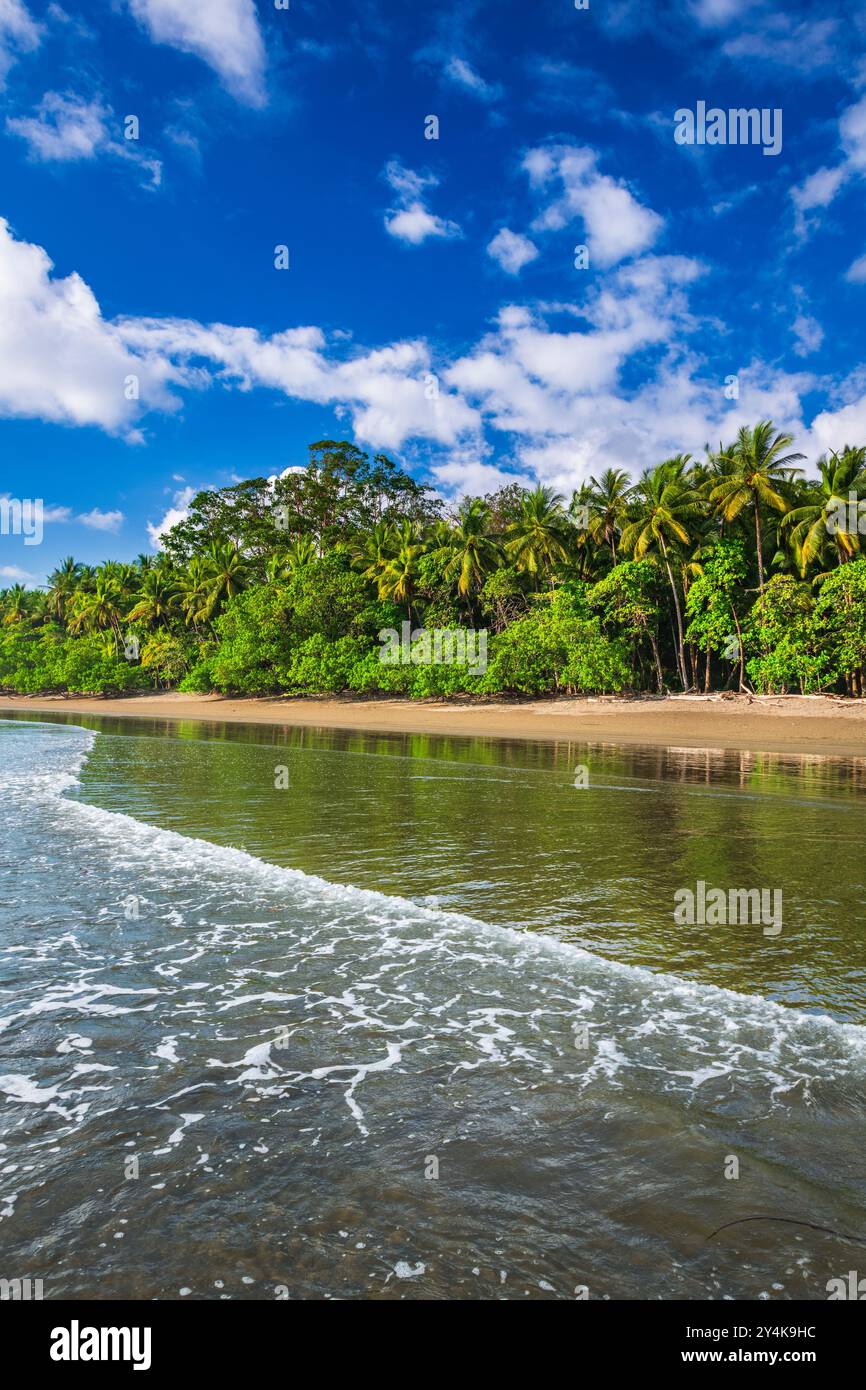 Surf and coconut palms at Playa Matapalo, Puntarenas Province, Costa ...